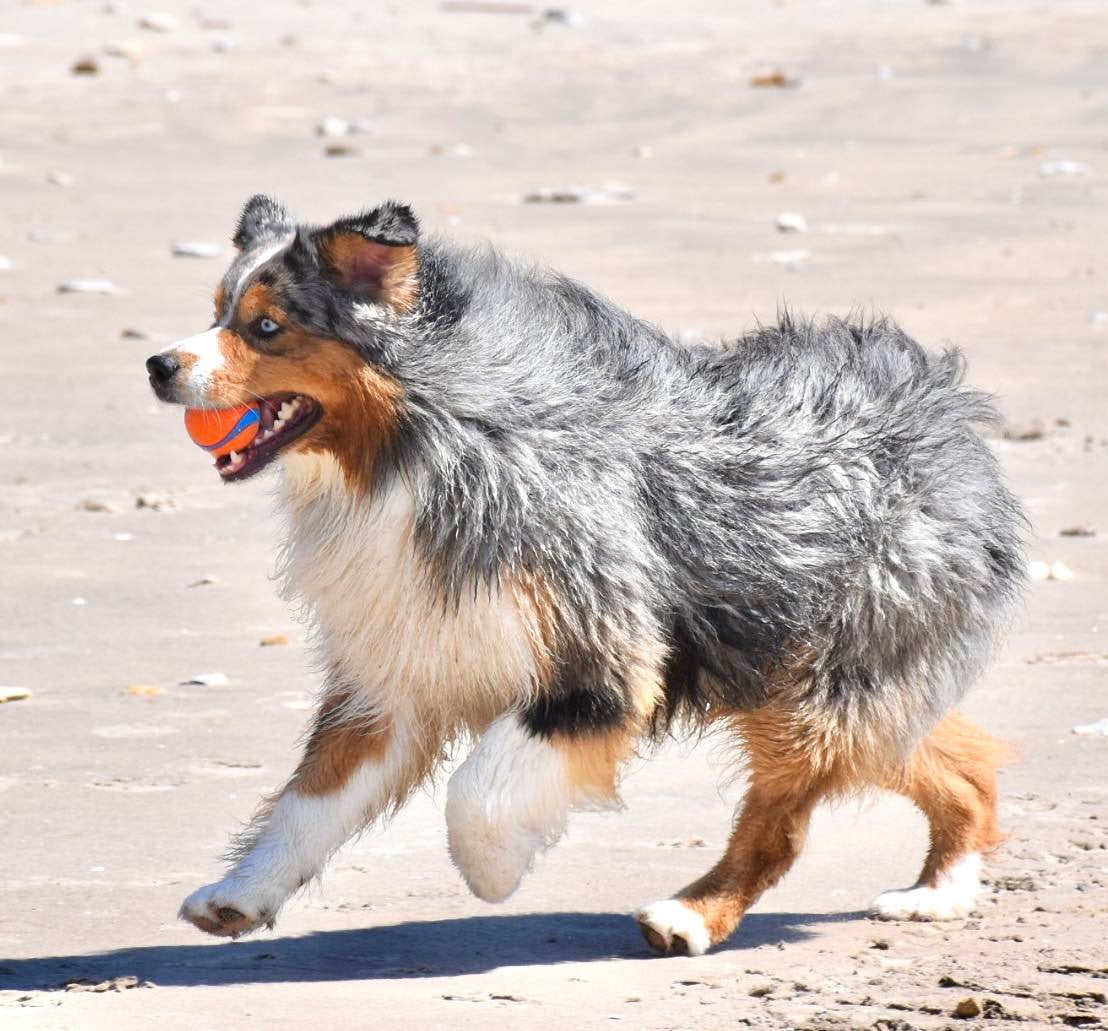 Welcome to Arklys Miniature American Shepherds in Niagara