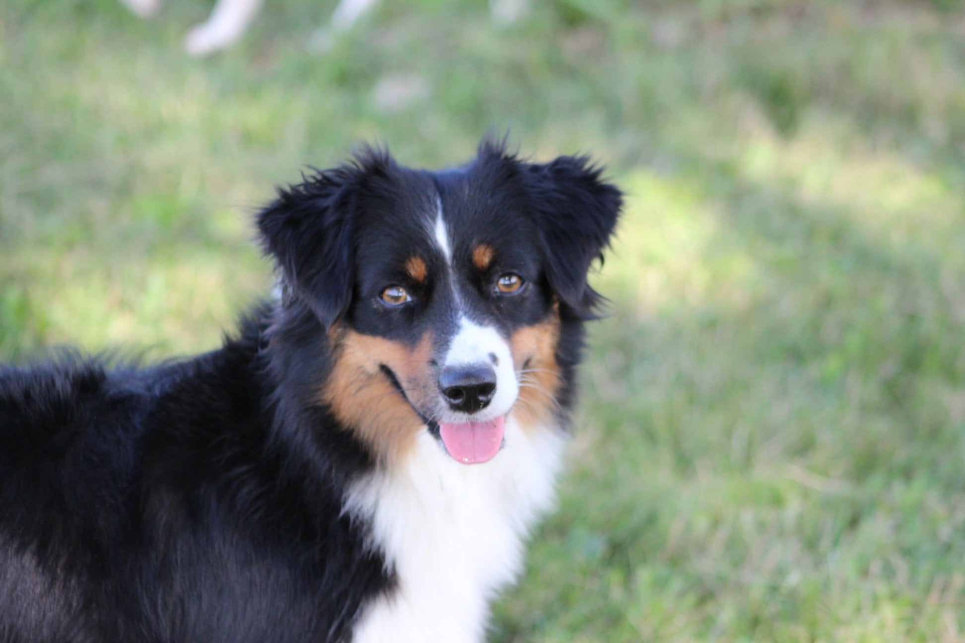 Welcome to Arklys Miniature American Shepherds in Niagara